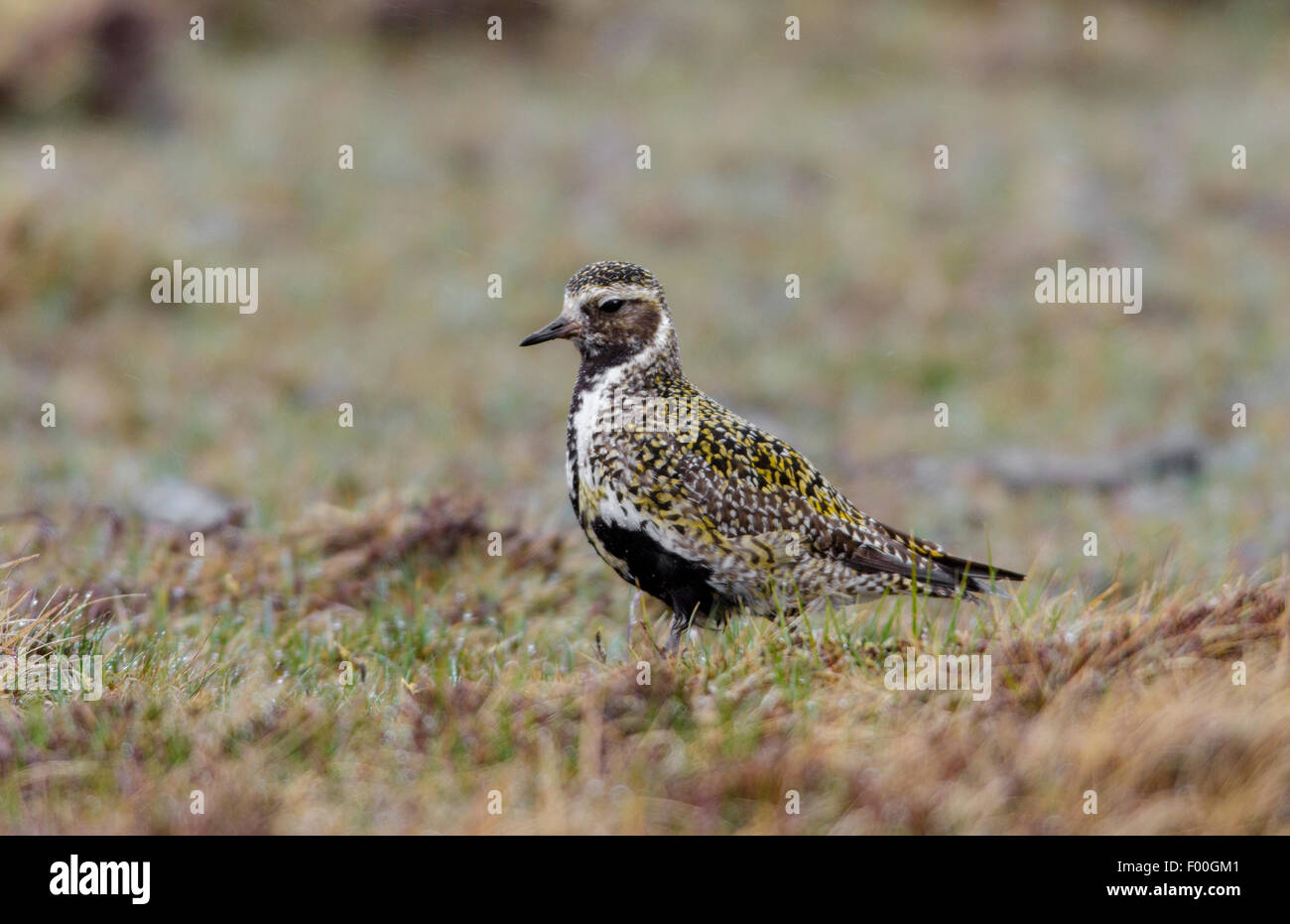 European Golden Plover Pluvialis apricaria adult male in breeding ...