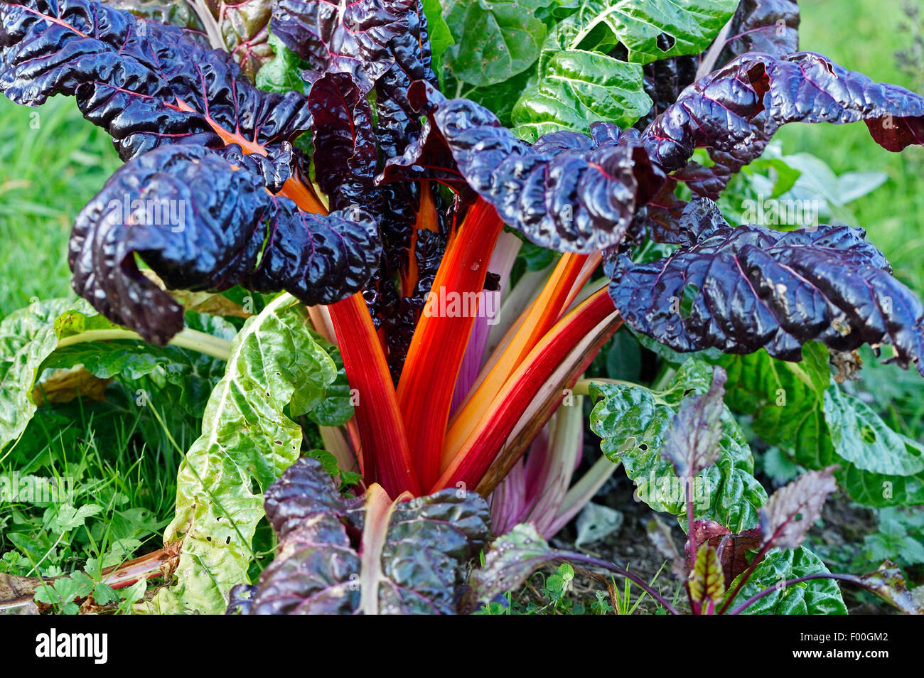Foliage Beet, Chard, Swiss chard, Mangel (Beta vulgaris var. cicla ...