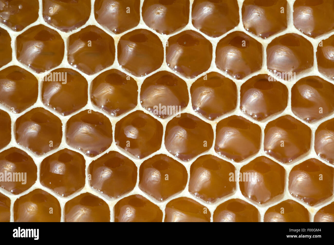 Honigwaben, waben, Bienenwachs, wachs, Bienenstock Stock Photo - Alamy