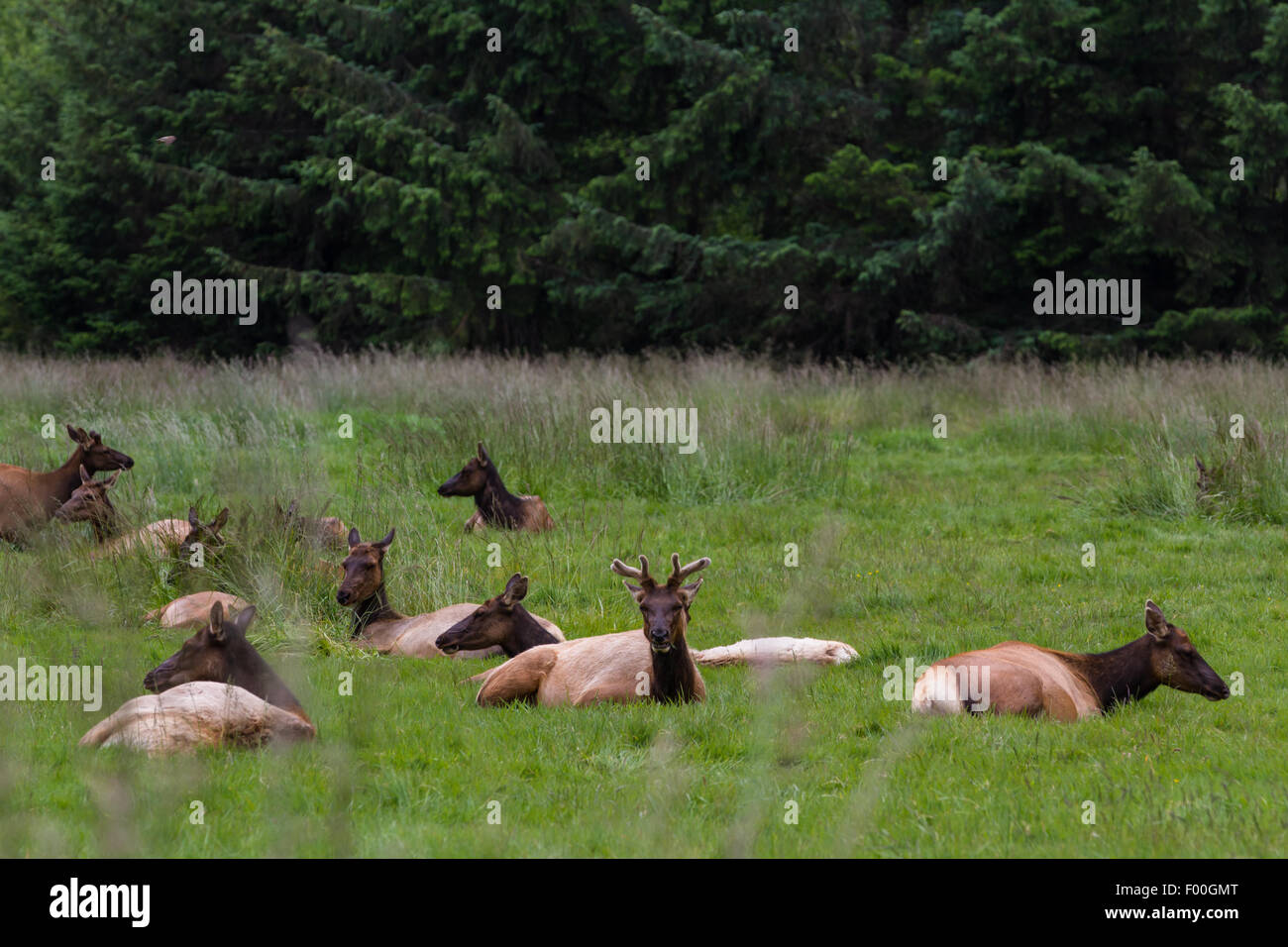 Large elk laying down hi-res stock photography and images - Alamy