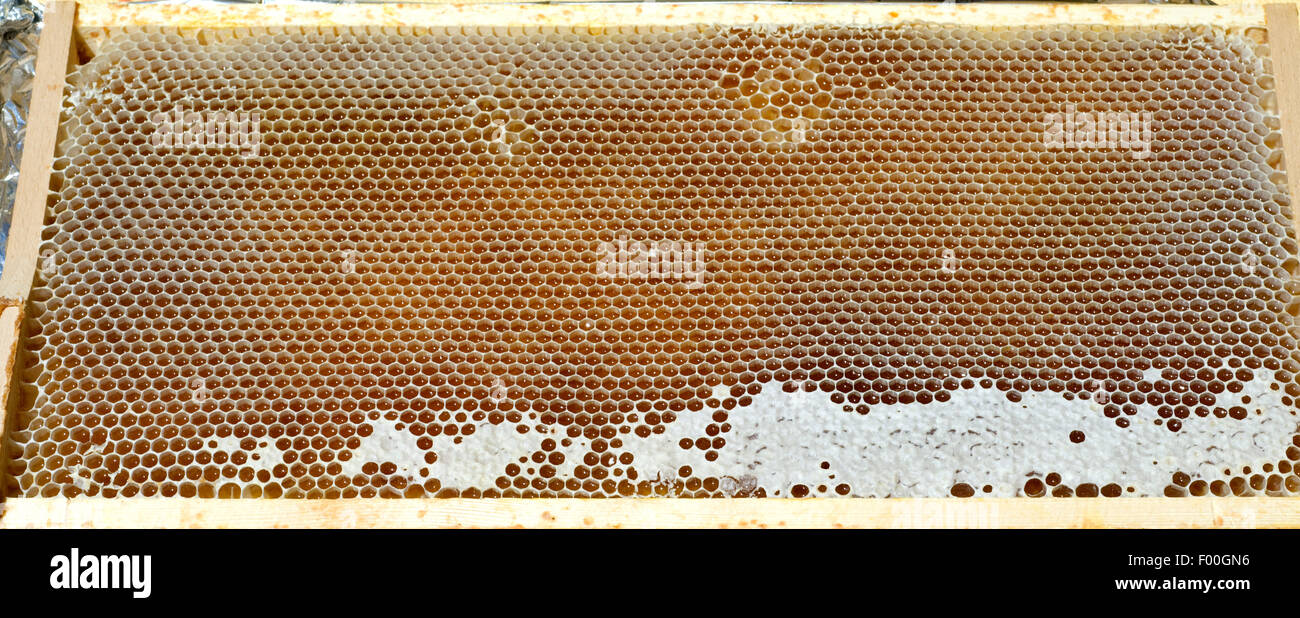 Honigwaben, waben, Bienenwachs, wachs, Bienenstock Stock Photo - Alamy
