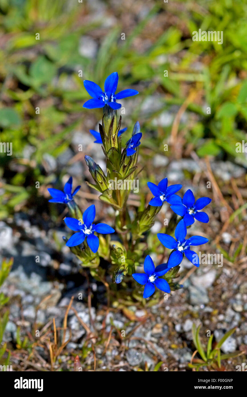 Alpine Gentian Nature Stock Photos & Alpine Gentian Nature Stock Images ...