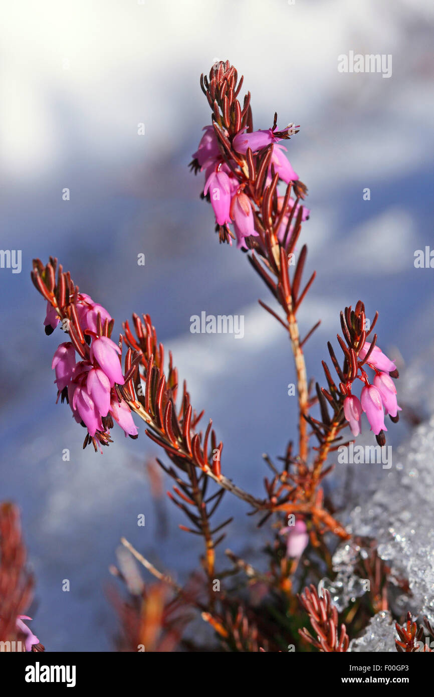 spring heath (Erica herbacea, Erica carnea), blooming in snow, Germany ...