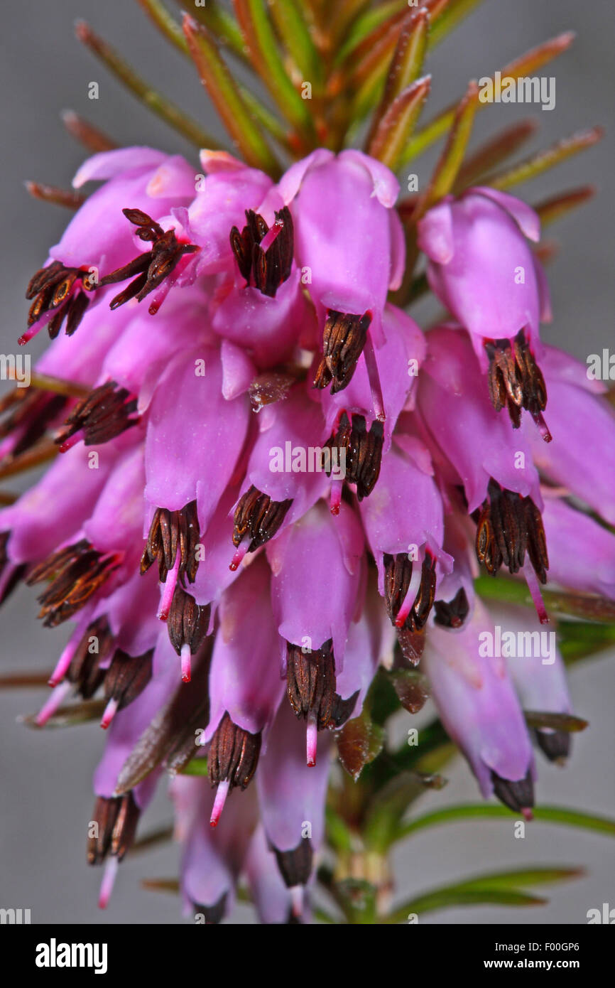 spring heath (Erica herbacea, Erica carnea), flowers, Germany Stock ...
