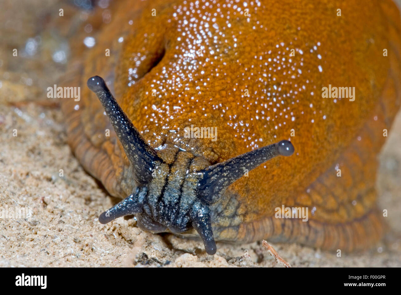 Lusitanian fauna hi-res stock photography and images - Alamy
