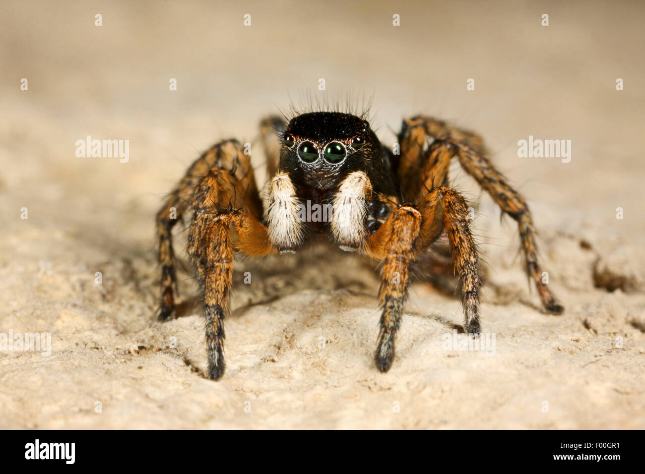 Jumping spider (Asianellus festivus, Phlegra festiva, Aelurillus ...