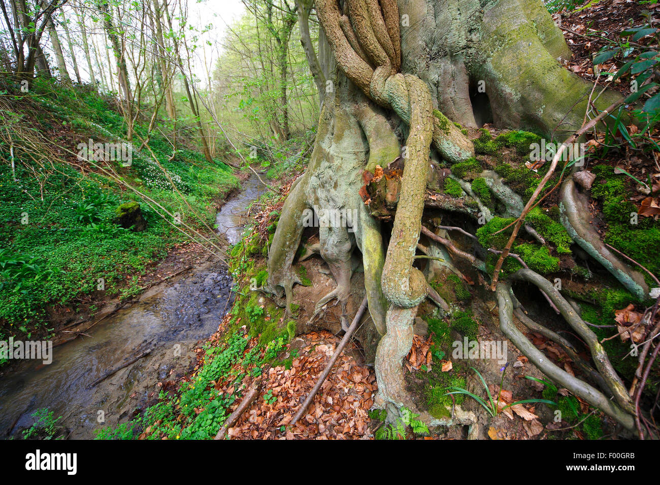 common oak, pedunculate oak, English oak (Quercus robur), roots of Oak ...