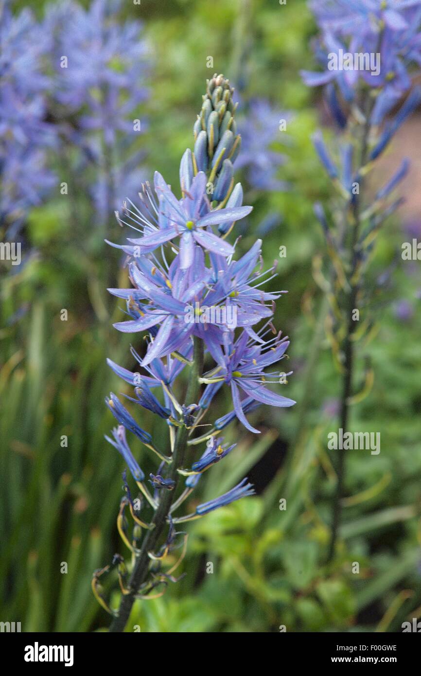 Large camas (Camassia leichtlinii) in a border at RHS Rosemoor in north ...