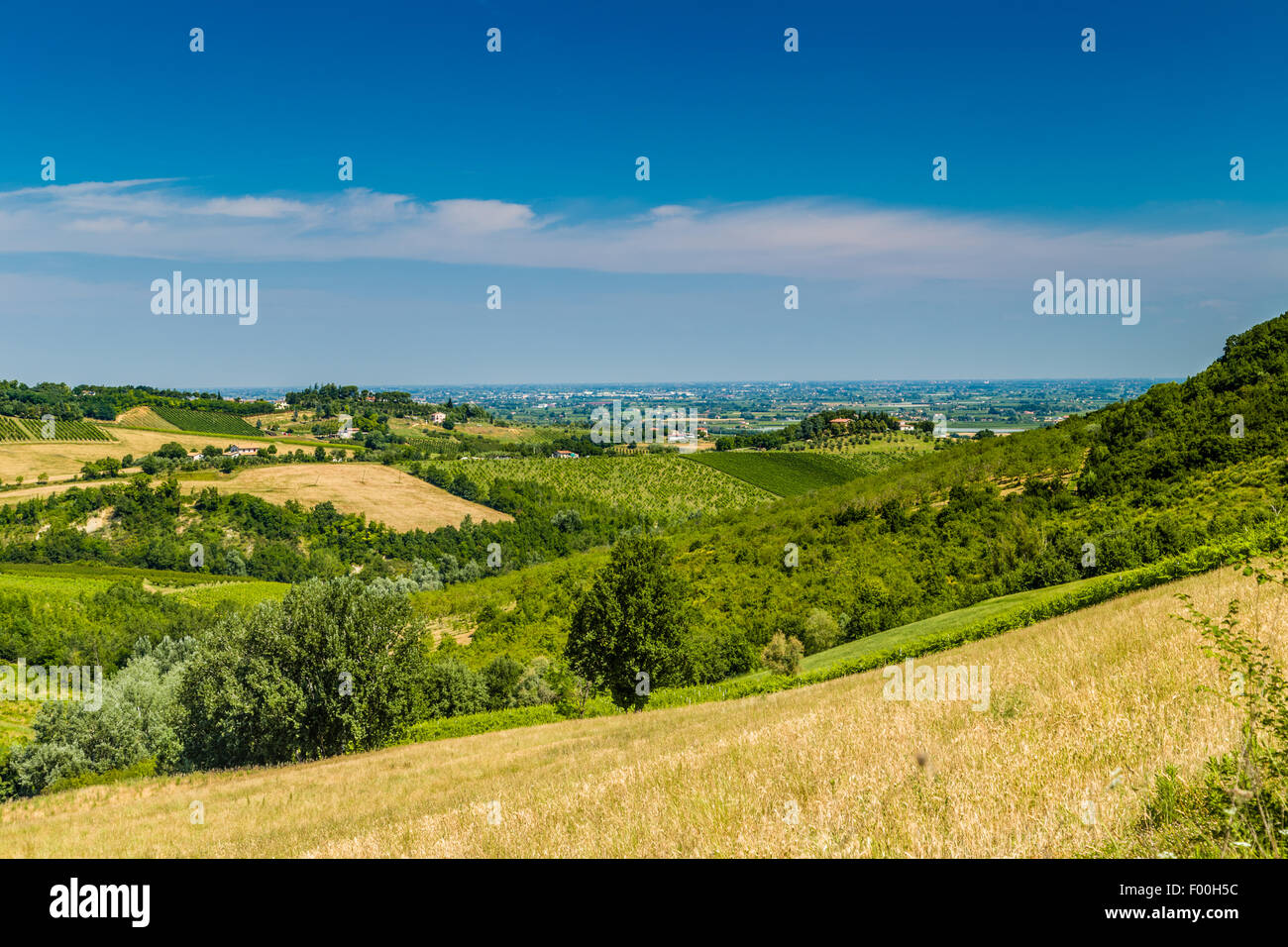 The vibrant colors of Agricultural cultivated fields in Italy during ...