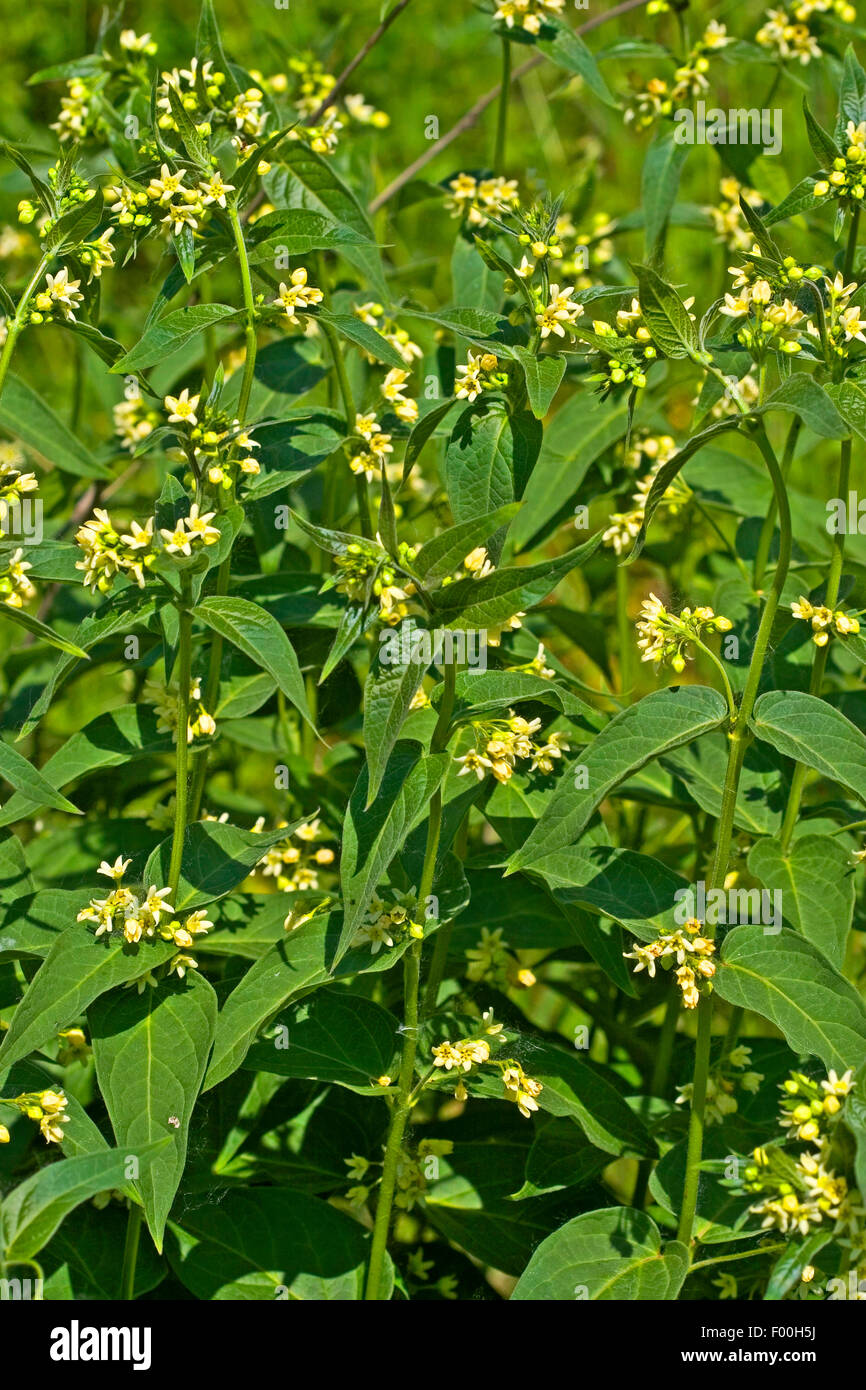 White swallow-wort, White Swallowwort (Vincetoxicum hirundinaria ...