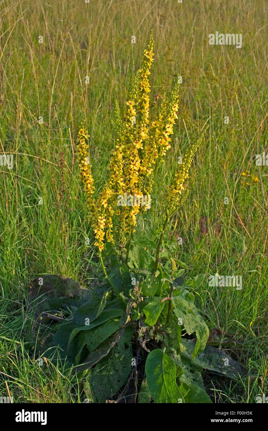Black mullein, Dark Mullein (Verbascum nigrum), blooming, Germany Stock ...