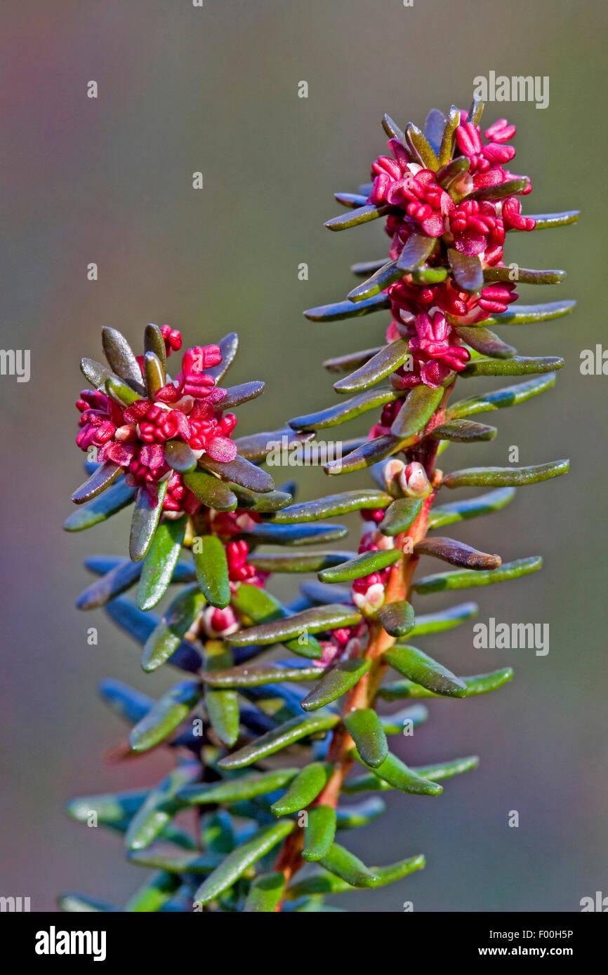 black crowberry (Empetrum nigrum), blooming, Germany Stock Photo - Alamy