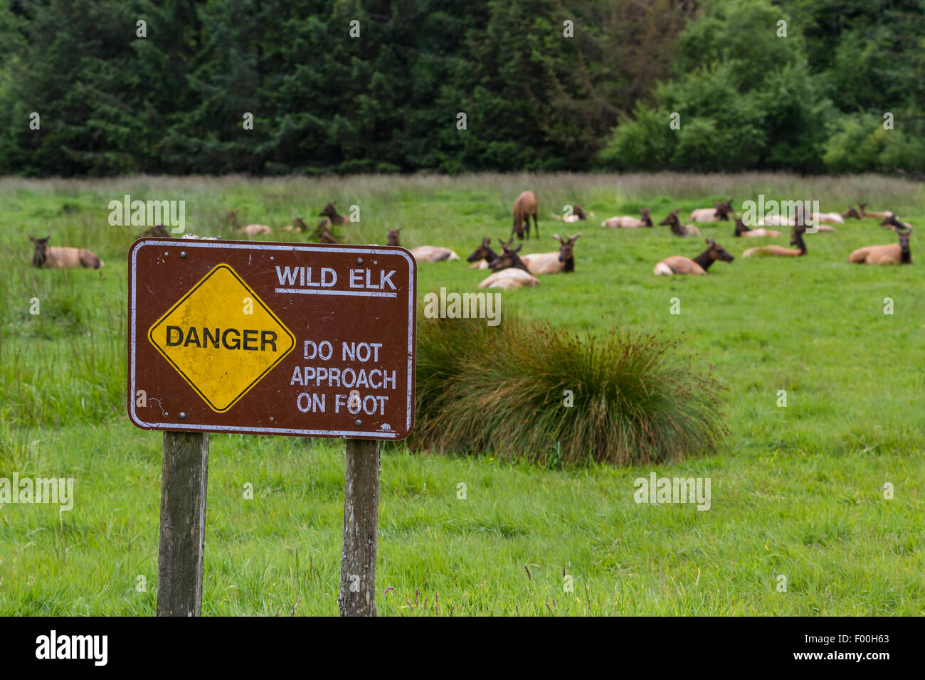a sign warning people of wild elk with a herd of roosevelt elk in the ...