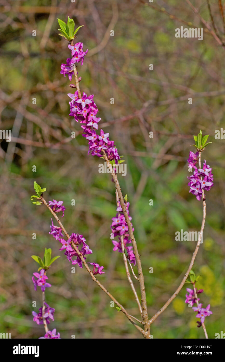 mezereon, February daphne (Daphne mezereum), blooming, Germany Stock ...
