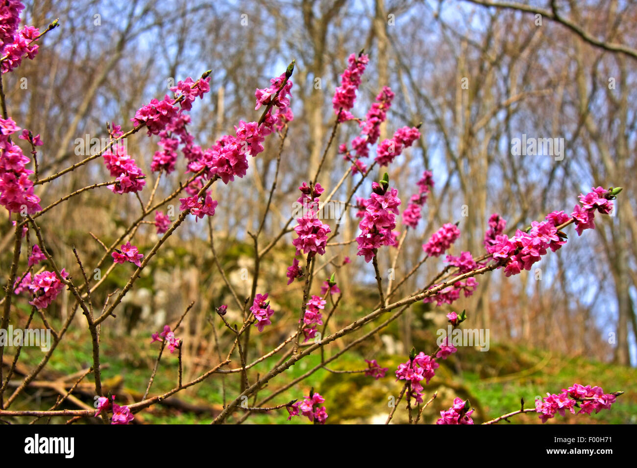 mezereon, February daphne (Daphne mezereum), blooming, Germany Stock ...