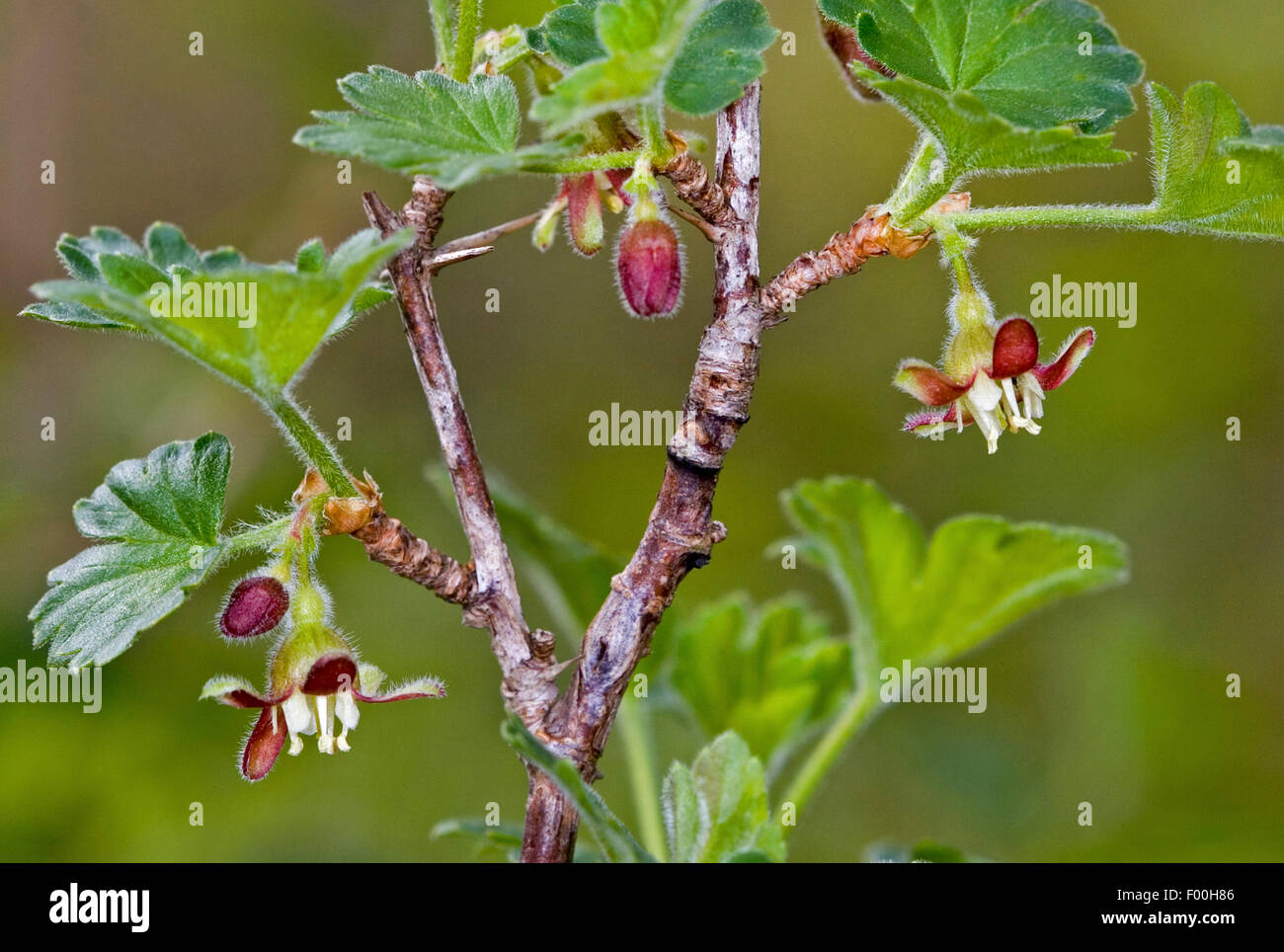 wild gooseberry, European gooseberry (Ribes uva-crispa), blooming ...