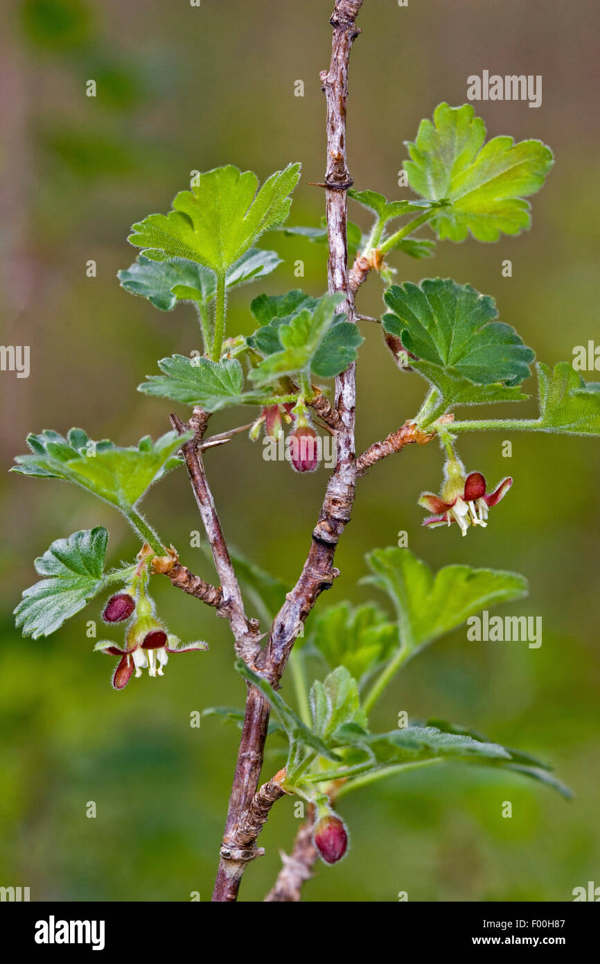 wild gooseberry, European gooseberry (Ribes uva-crispa), blooming ...