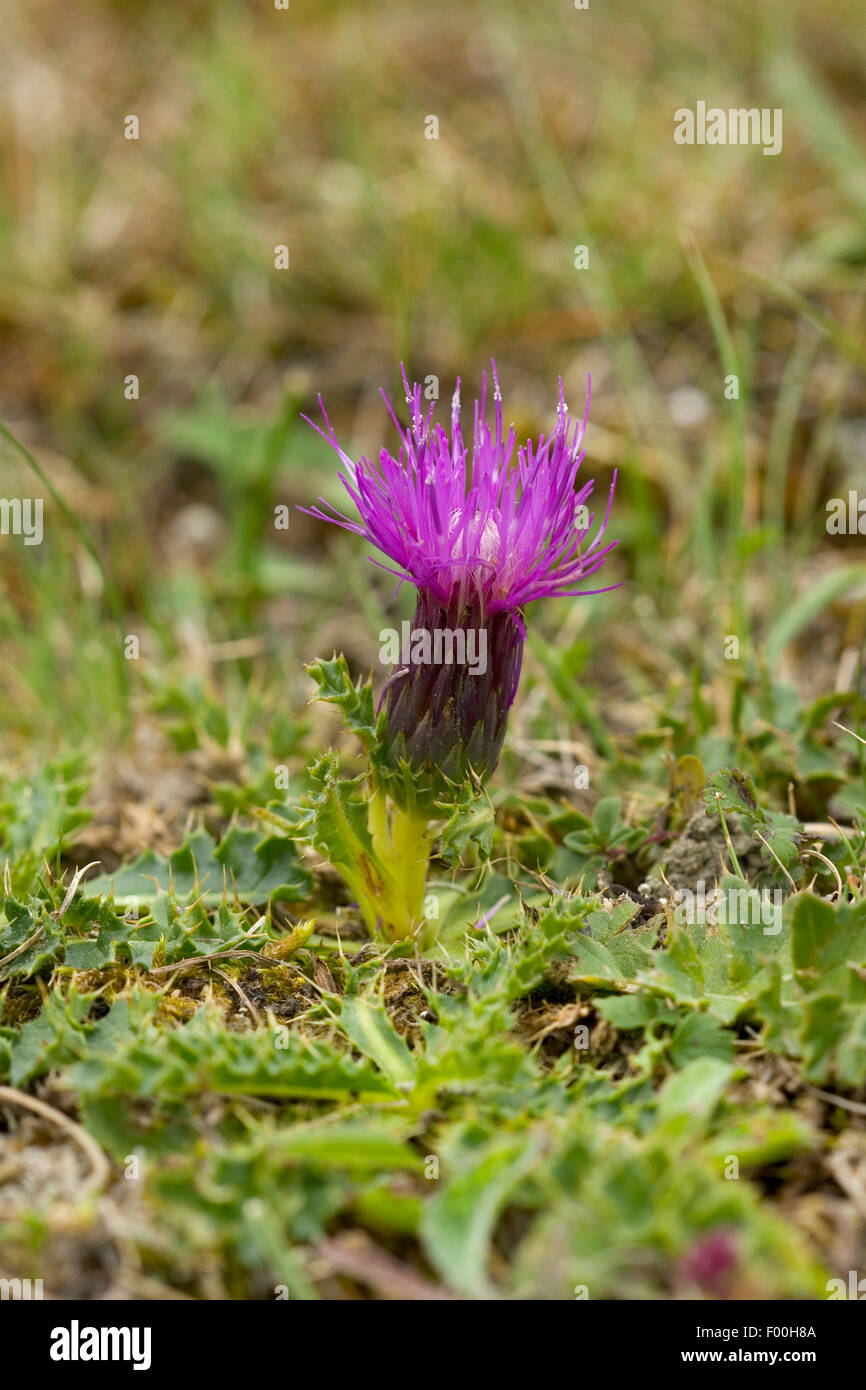 dwarf thistle (Cirsium acaule), inflorescence, Germany Stock Photo - Alamy