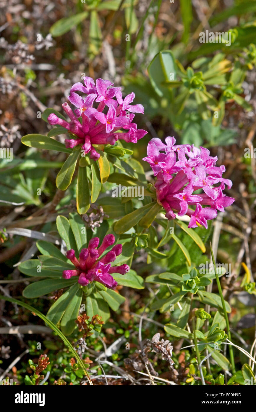 spurge laurel (Daphne striata), blooming, Germany Stock Photo - Alamy