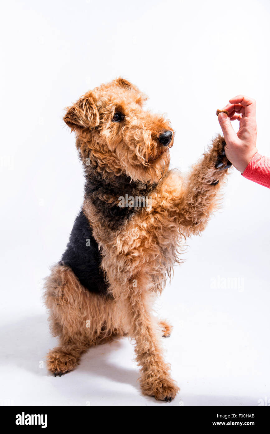 Airedale terrier sitting cut out hi-res stock photography and images ...