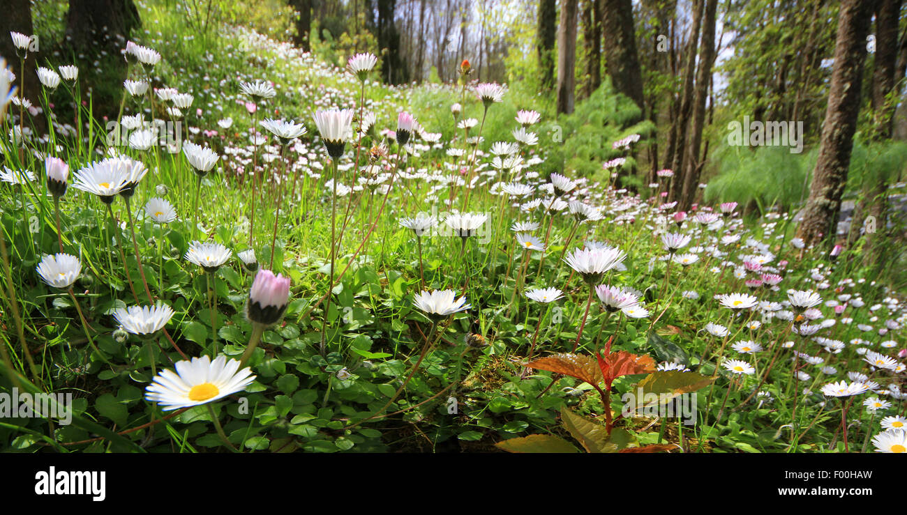 common daisy, lawn daisy, English daisy (Bellis perennis), flower ...