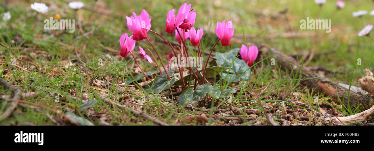 cyclamen (Cyclamen repandum), blooming, Italy, Sicilia Stock Photo - Alamy