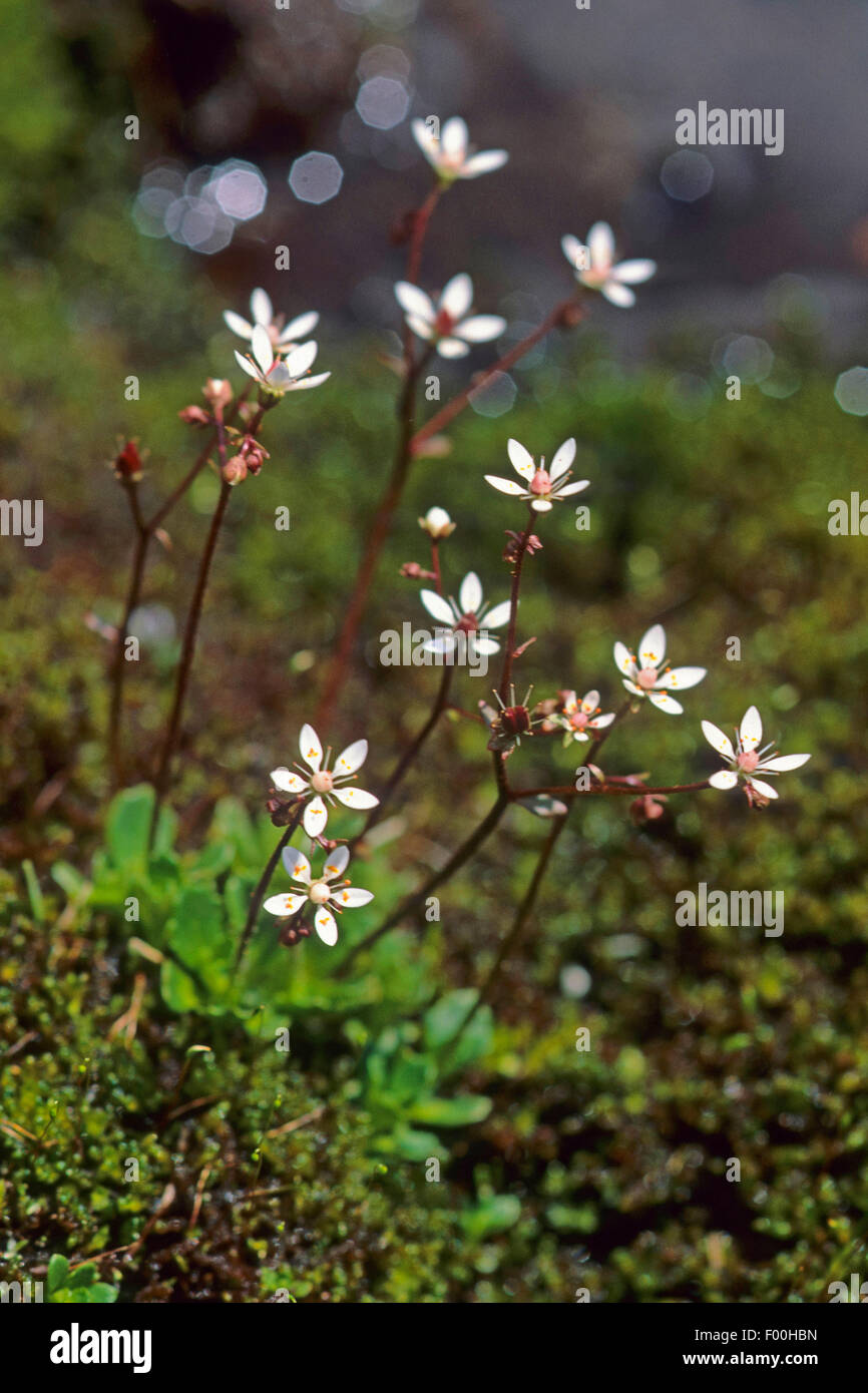 Starry saxifrage (Saxifraga stellaris), blooming, Germany Stock Photo ...