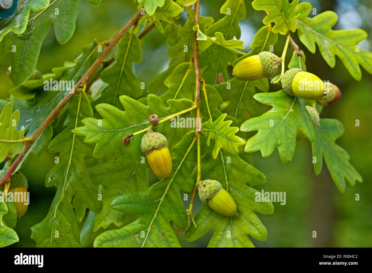 common oak, pedunculate oak, English oak (Quercus robur), branch with ...