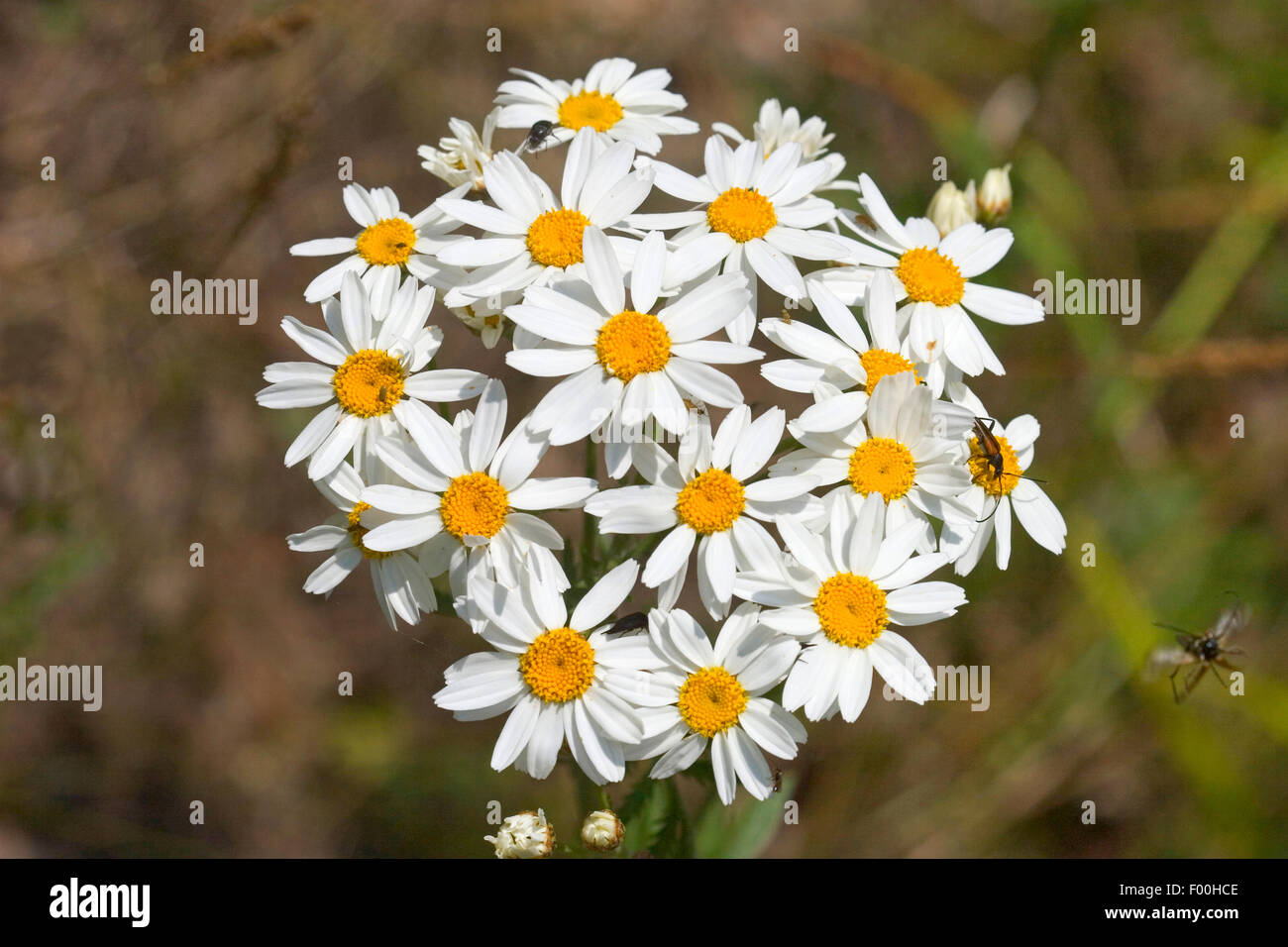 Corymbflower tansy, Corymb-flowered Tansy (Tanacetum corymbosum ...