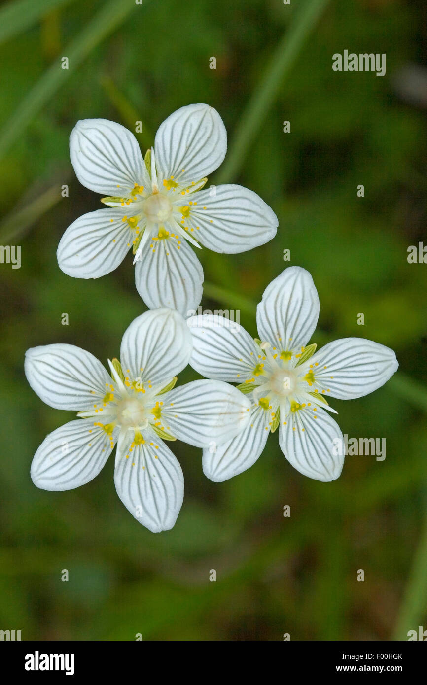 marsh grass-of-parnassus (Parnassia palustris), flowers, Germany Stock ...