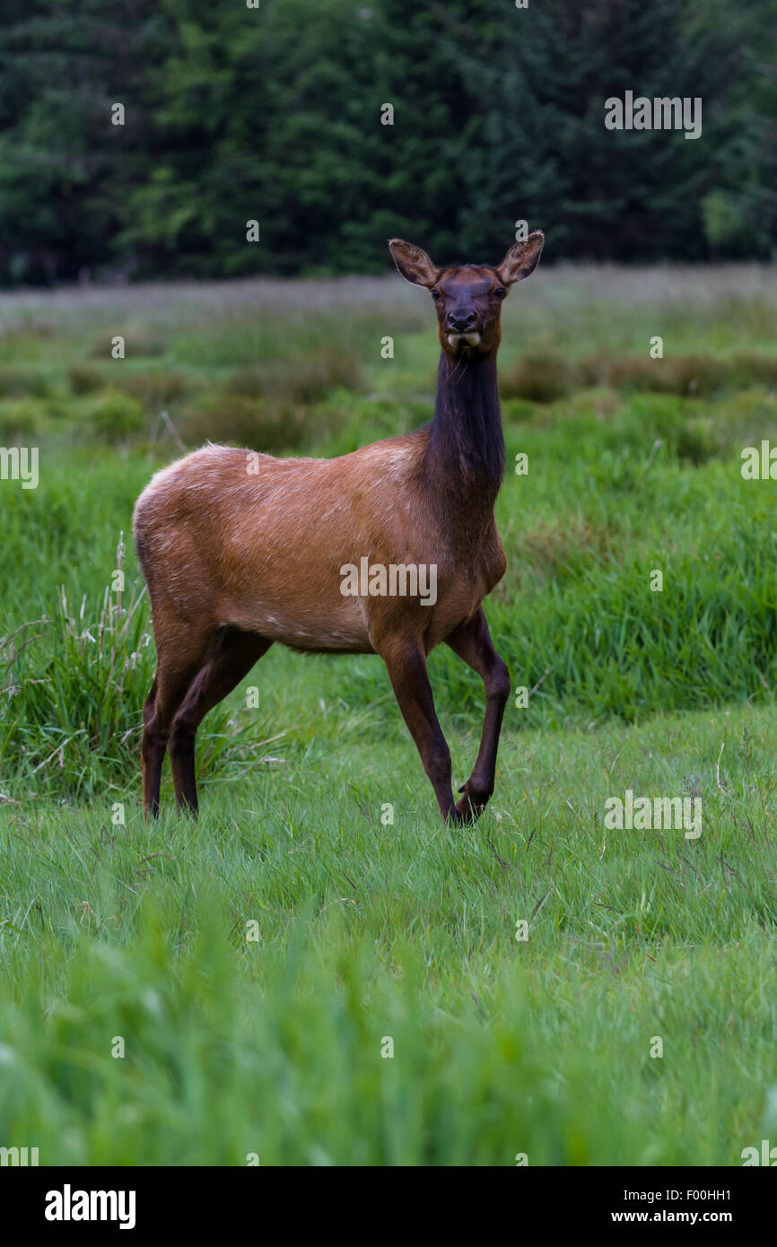 Attentive female elk walking on fresh green grass Stock Photo - Alamy