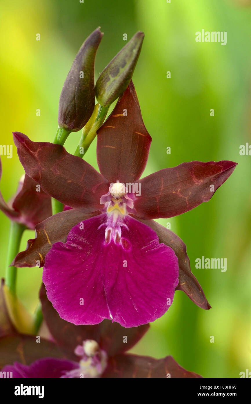 Miltonia orchid (Miltonia spec.), flower Stock Photo - Alamy