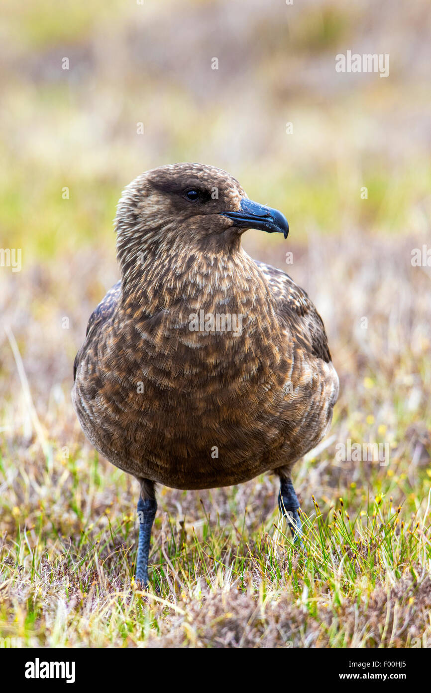 Great Skua Stercorarius skua adult on moorland nesting area Stock Photo ...