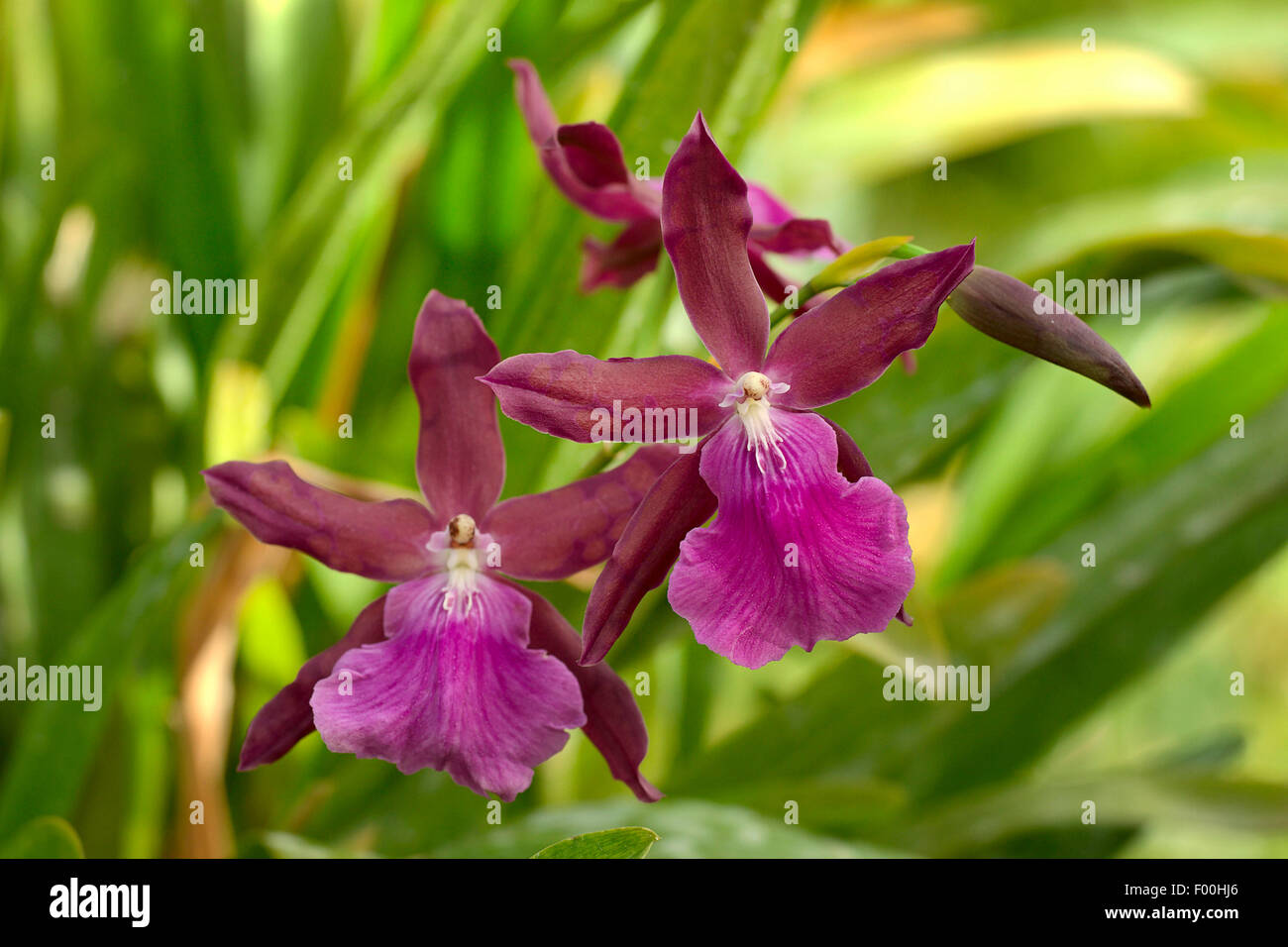Miltonia orchid (Miltonia spec.), flowers Stock Photo - Alamy