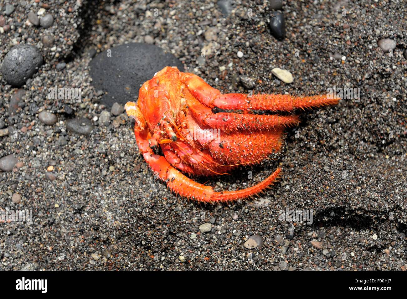 Dead crab on the beach hi-res stock photography and images - Alamy