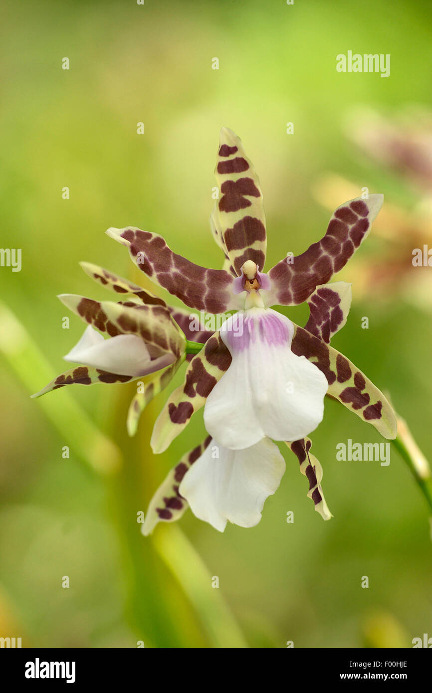 Miltonia orchid (Miltonia spec.), flowers Stock Photo - Alamy