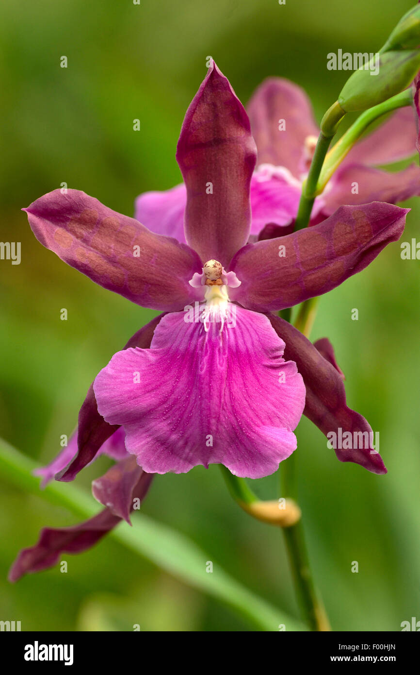 Miltonia orchid (Miltonia spec.), flowers Stock Photo - Alamy