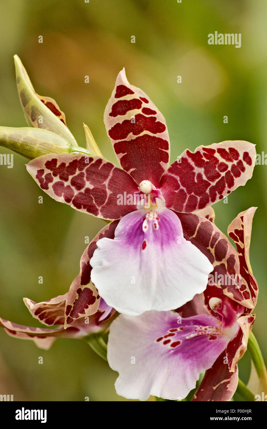 Miltonia orchid (Miltonia spec.), flowers Stock Photo - Alamy