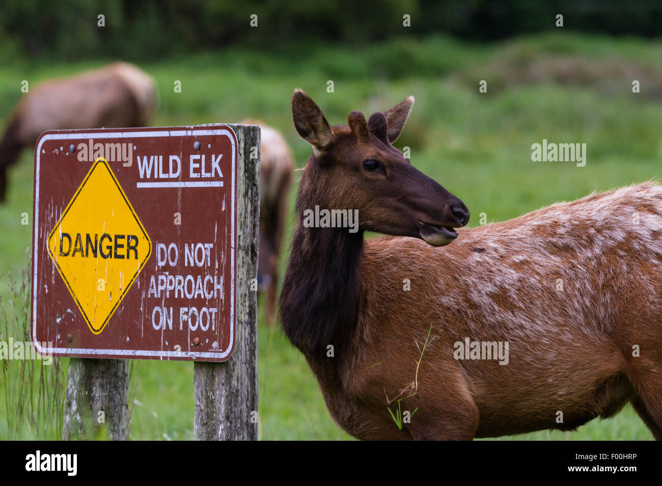 young roosevelt elk standing next to a sign warning tourists about the ...
