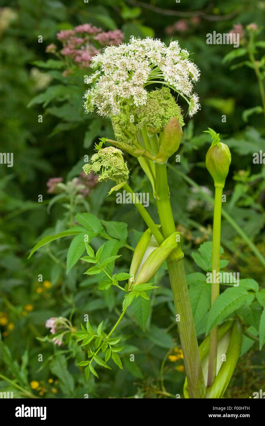 Angelica hi-res stock photography and images - Alamy