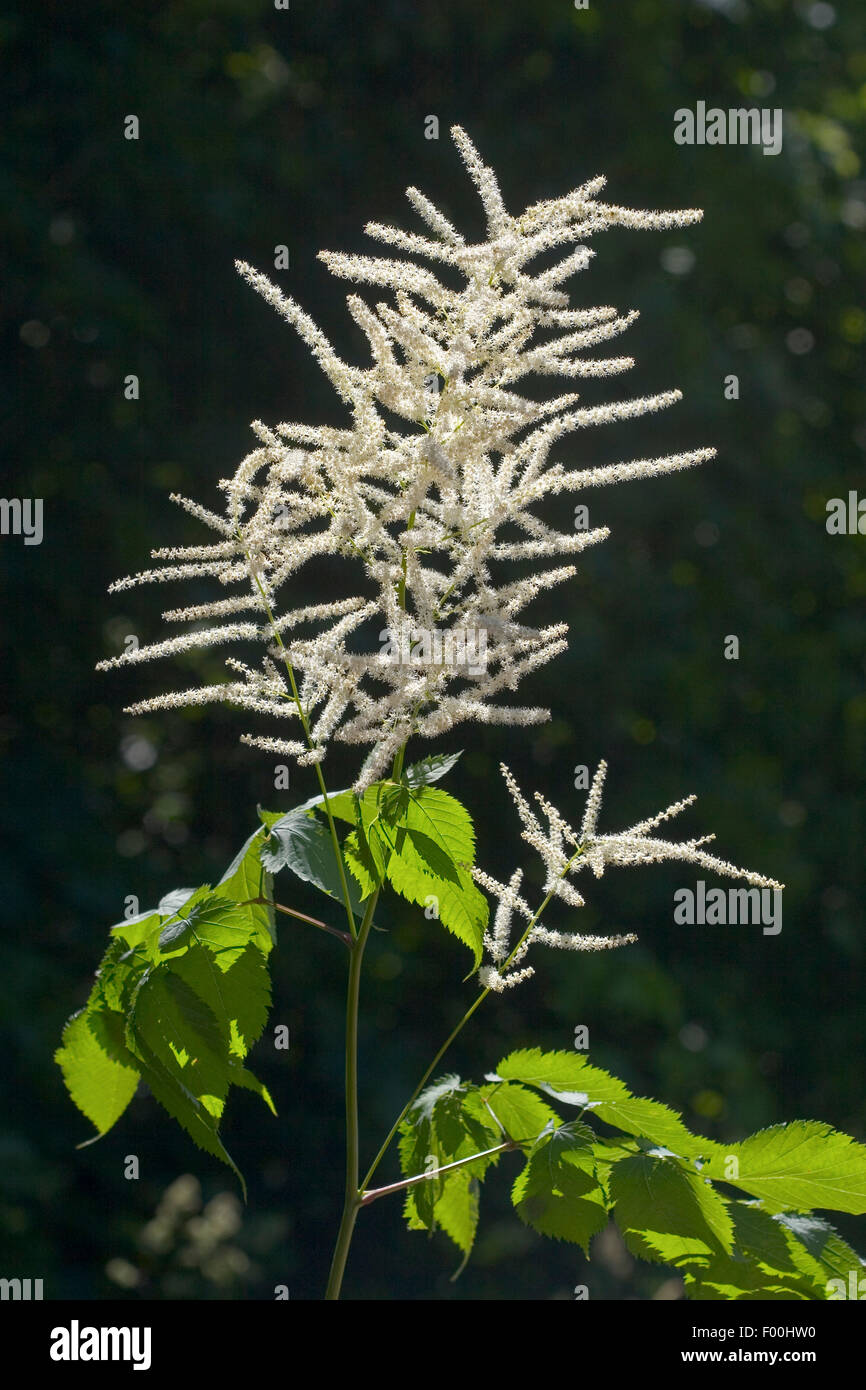 Goat's beard spiraea, Common goatsbeard (Aruncus dioicus), blooming ...