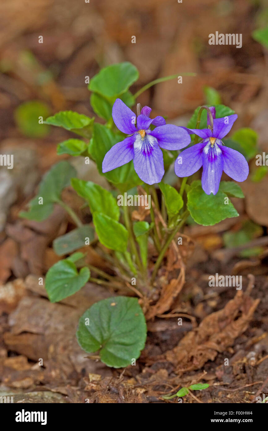 early dog-violet (Viola reichenbachiana), blooming, Germany Stock Photo ...