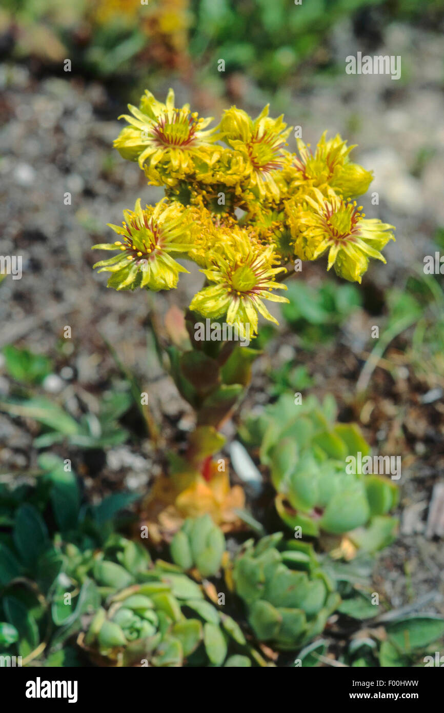 Houseleek flower hi-res stock photography and images - Alamy