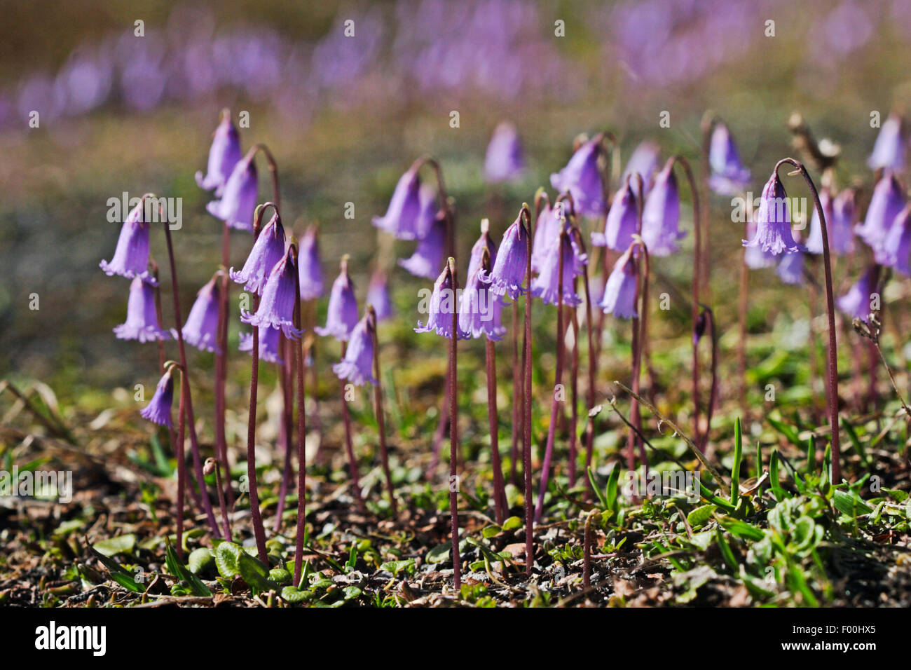 Dwarf Soldanella, Dwarf Snowbell Flower (Soldanella pusilla, Soldanella ...