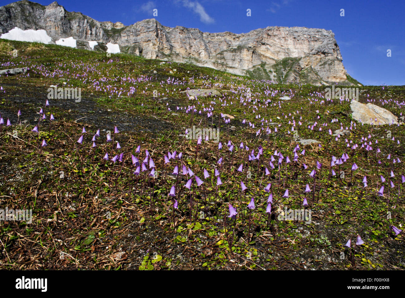 Dwarf Soldanella, Dwarf Snowbell Flower (Soldanella pusilla, Soldanella ...