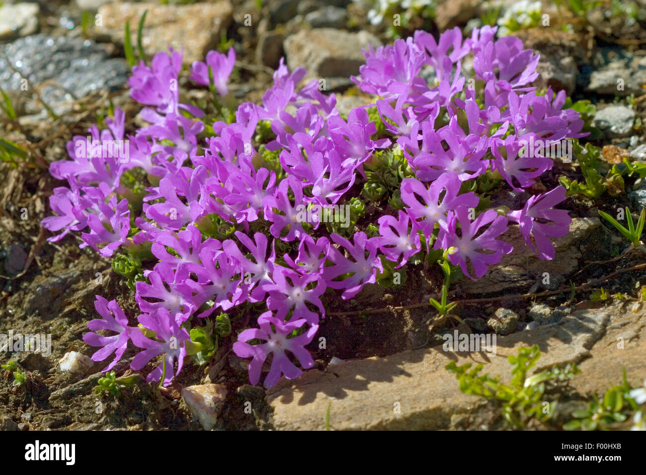 Alpine primrose (Primula minima), blooming, Germany Stock Photo - Alamy