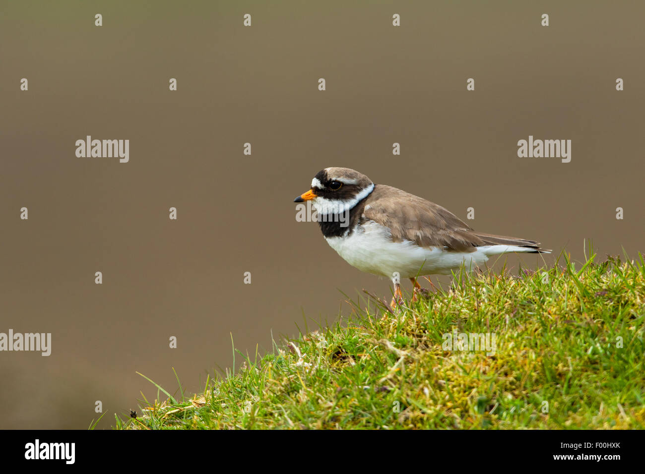 Grassy knoll hi-res stock photography and images - Alamy