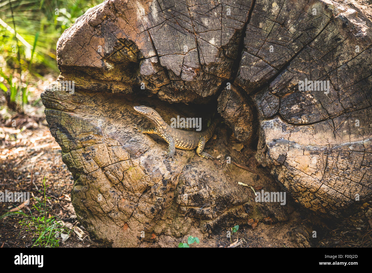 Goanna in fallen tree trunk Stock Photo - Alamy