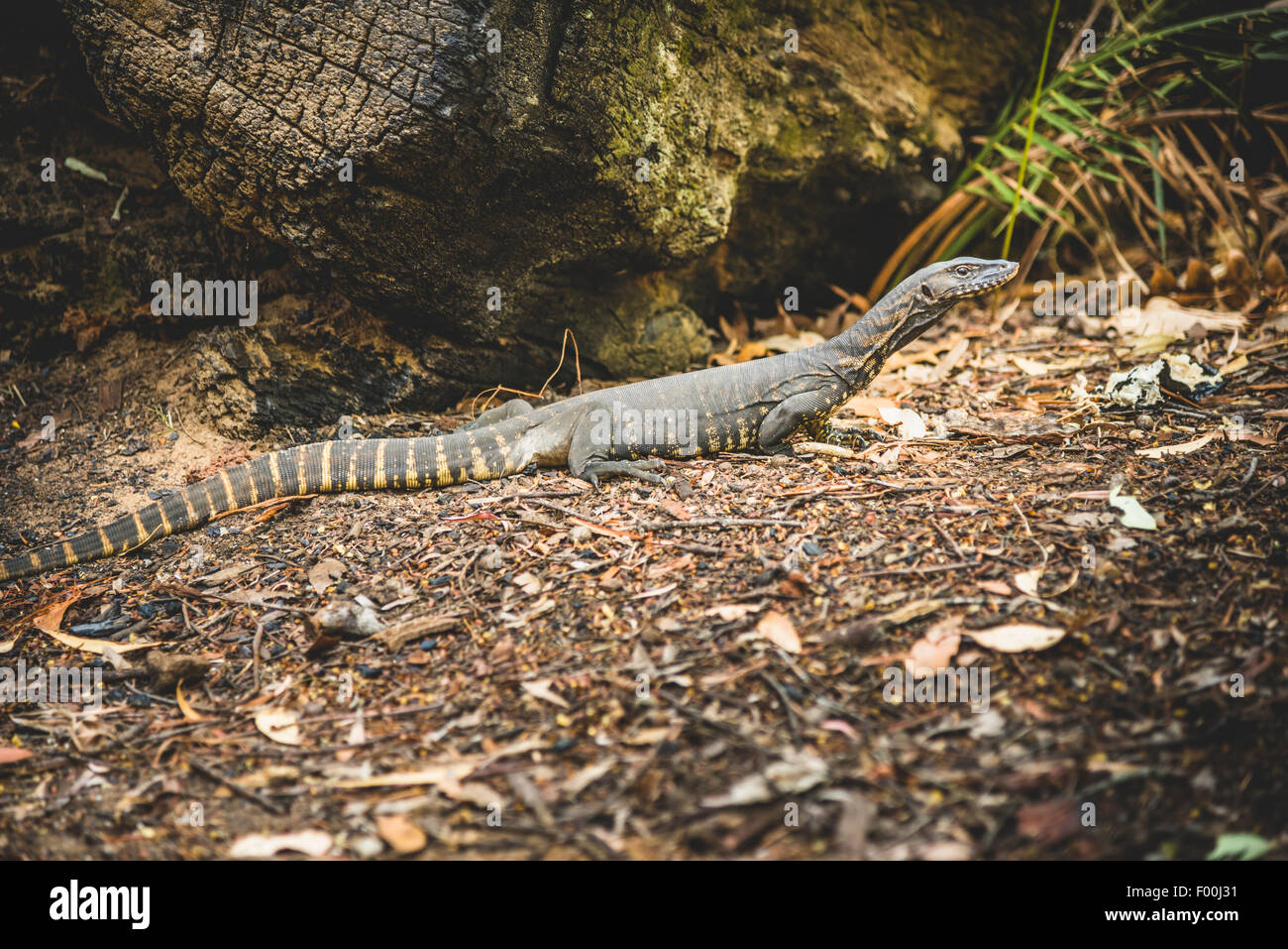 Australian tree goanna hi-res stock photography and images - Alamy