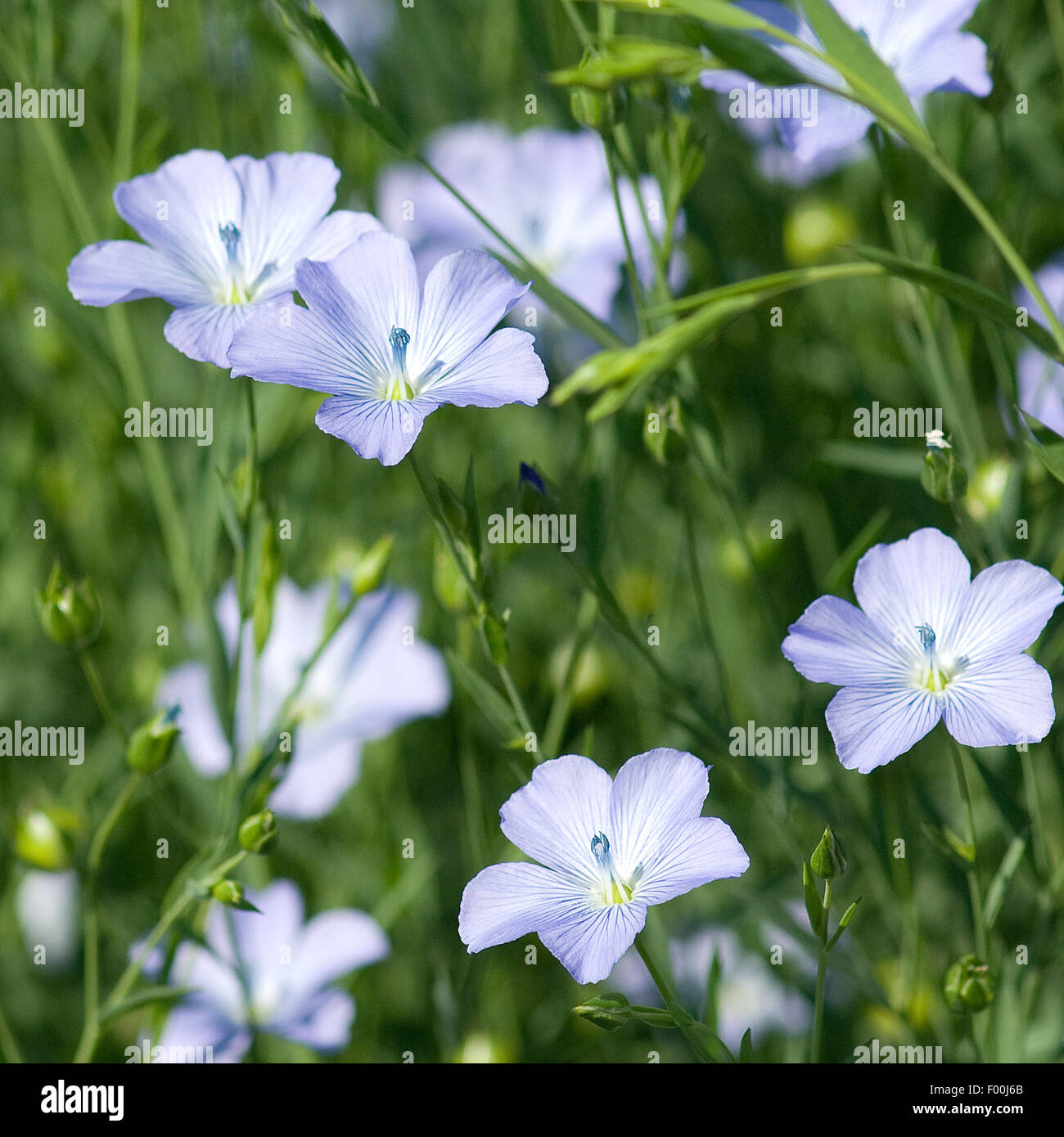 Lein samen hi-res stock photography and images - Alamy